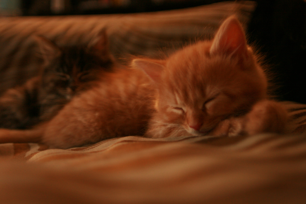 54 Cute Cats Sleeping Infinite World Wonders 54 Cute Cats Sleeping Infinite World Wonders